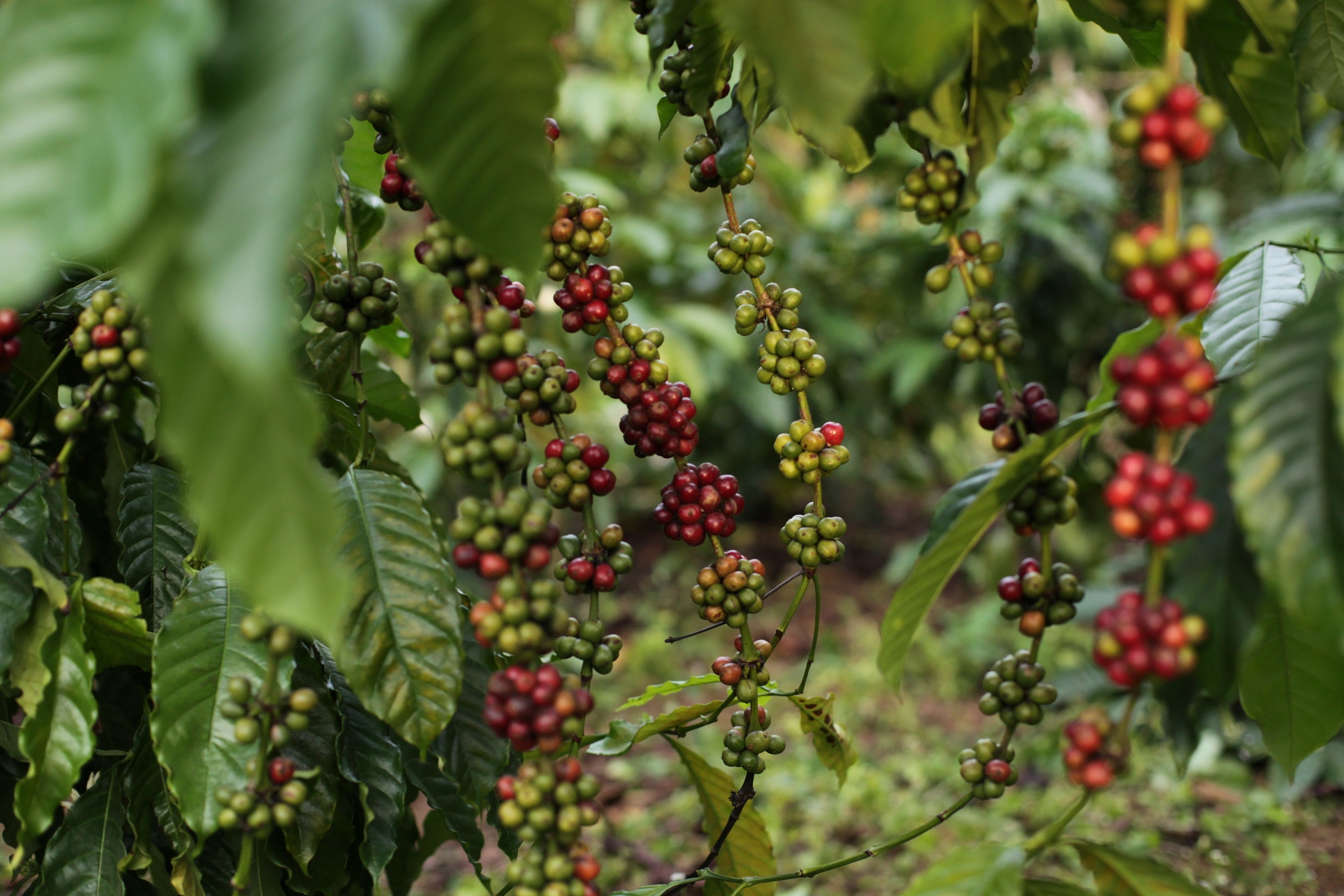 November harvest month – Belvico