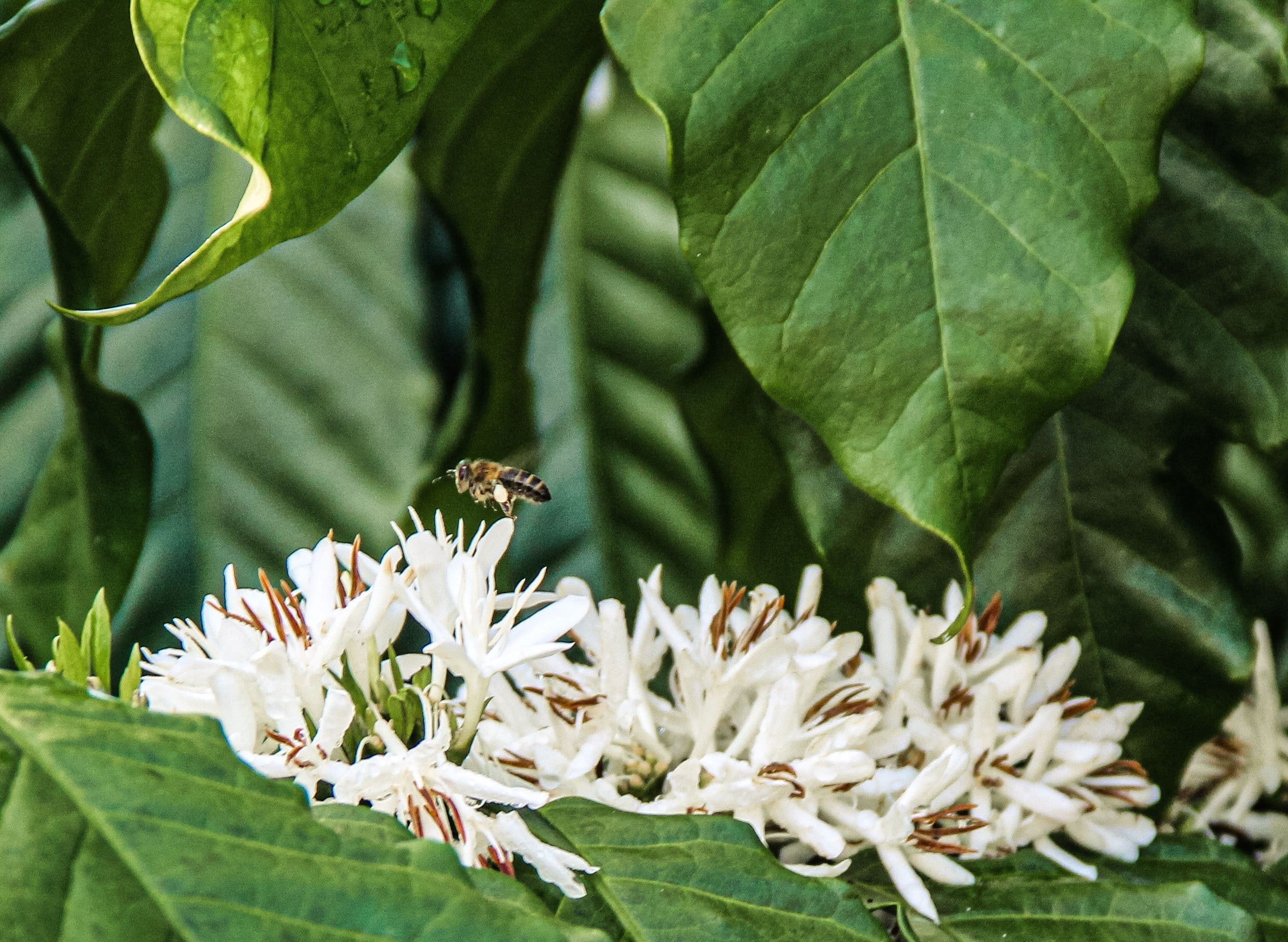 Bees & coffee trees – Belvico
